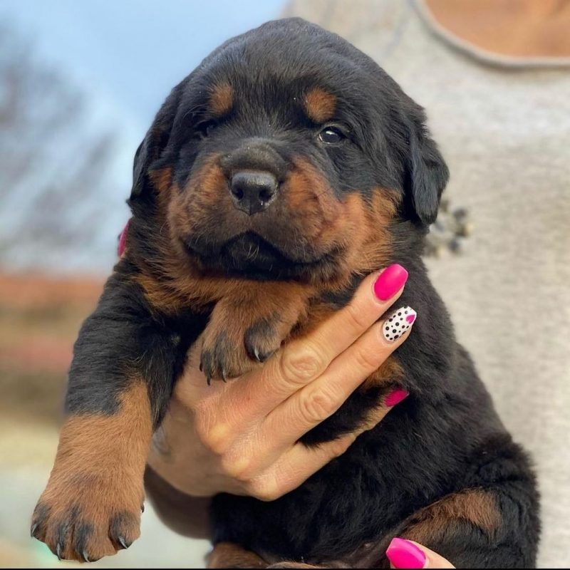 Rottweiler for adoption/Rottweiler puppies for sale in VA