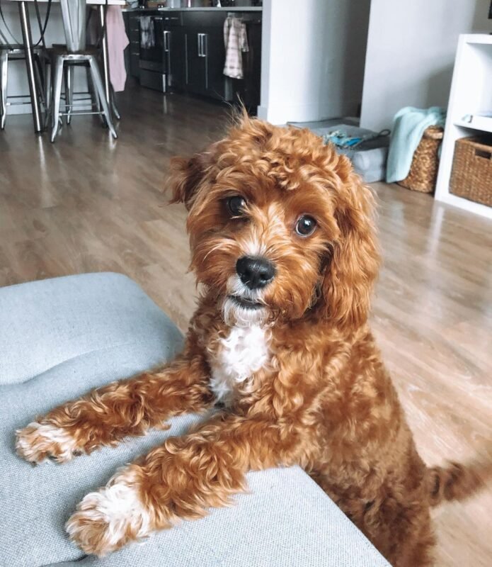 buy cavapoo/cavapoo buy/cavapoo puppies for sale