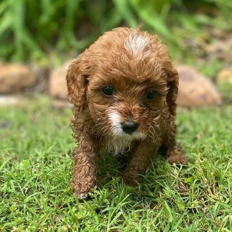 teacup cavapoo puppies for sale/teacup cavapoo puppies for sale near me