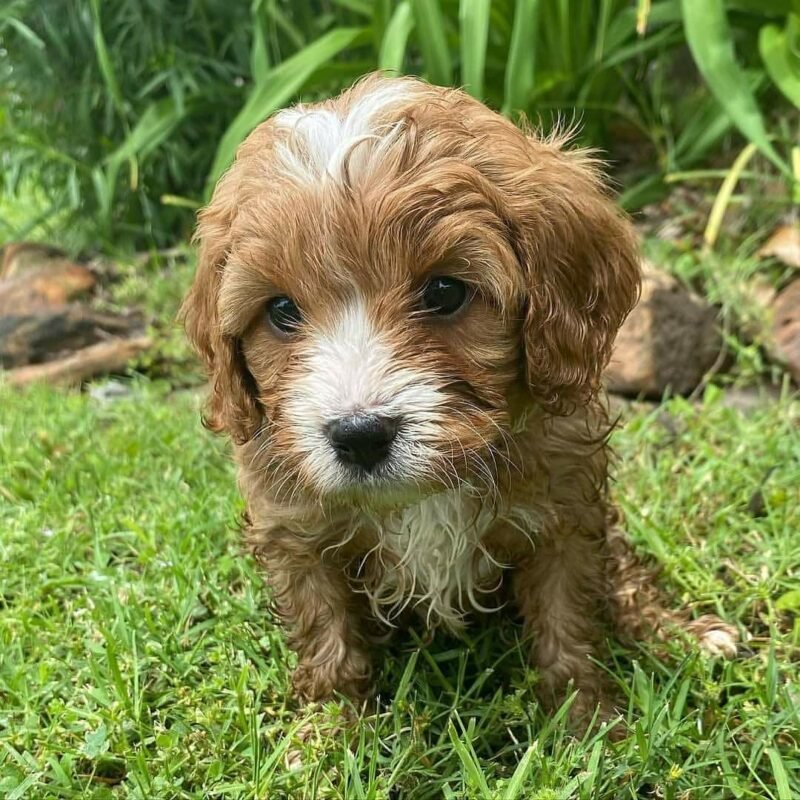 Cavapoo puppies for sale under $500/Cheap cavapoo for sale