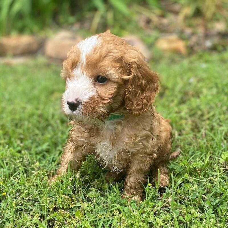 Cavapoo puppies for sale/Cavapoo puppies for sale near me