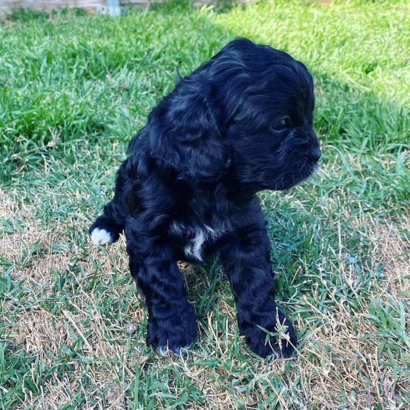 cavapoo puppies for sale/cavapoos for sale