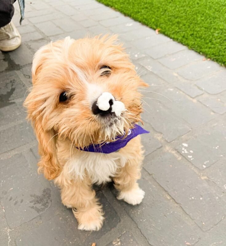 mini cavapoo puppies for sale/toy cavapoo puppies for sale