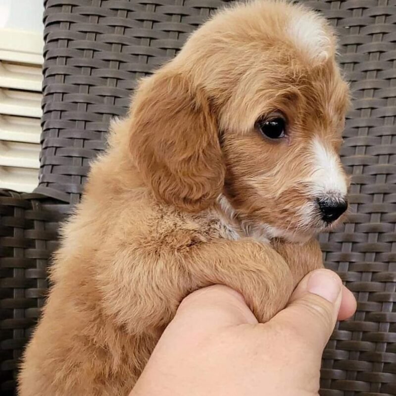 Cavapoo puppies for sale under $500/Cheap cavapoo for sale