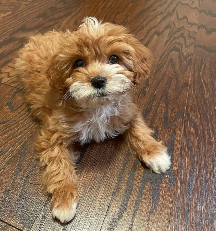 cavapoo puppies for sale california/cavapoo for sale