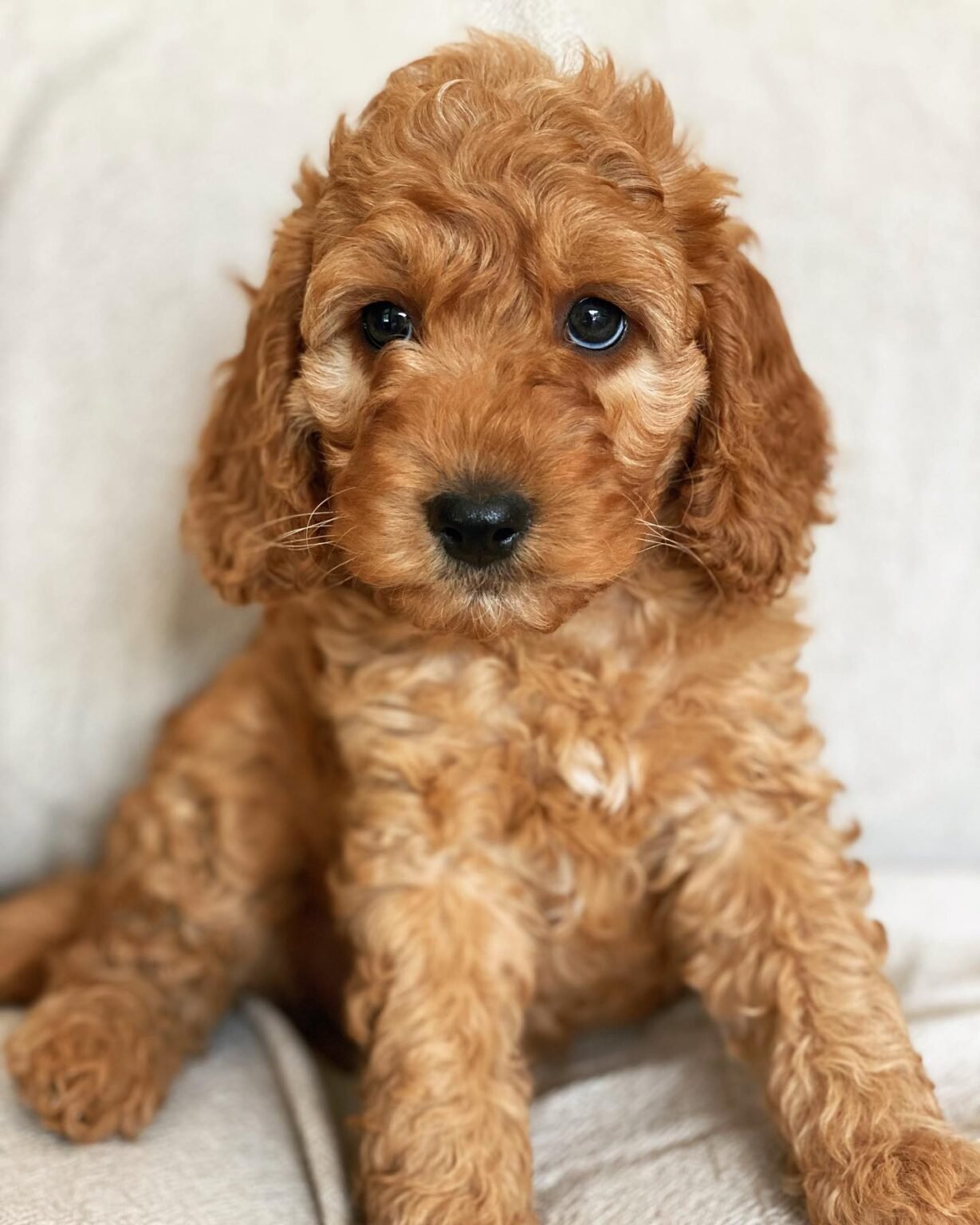 Teacup mini goldendoodle/Teacup goldendoodle for sale