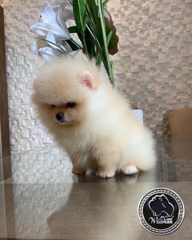 Teacup Pomeranian puppies/teacup Pomeranian/Micro Pomeranian