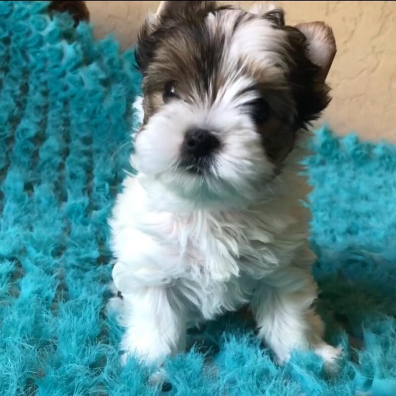 Yorkie poo for sale?Yorkiepoo puppies for sale