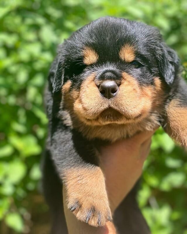 rottweiler cost/rottweiler for adoption/rottweiler puppy price