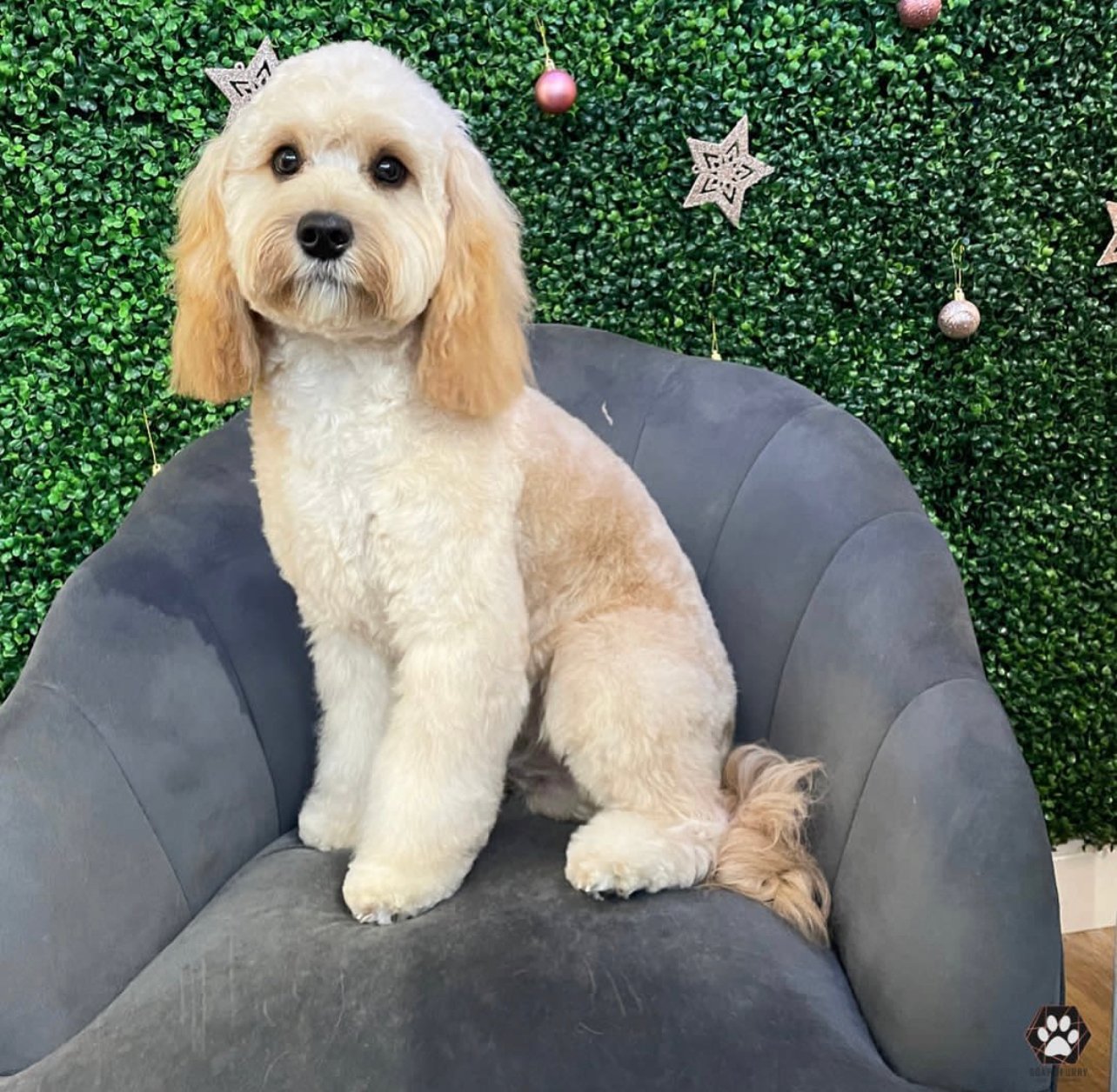 Cavapoo haircuts/Cavapoo haircuts/Cavapoo haircut styles