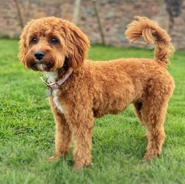 Cavapoo haircuts/Cavapoo haircuts/Cavapoo haircut styles